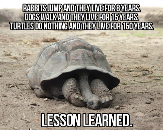 An Important Lesson We Should Learn From Turtles.
