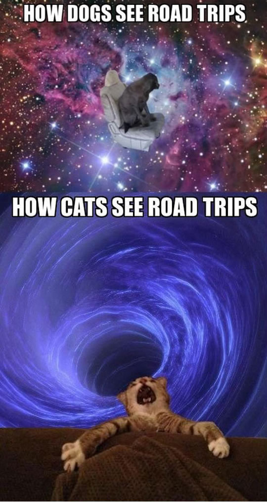 The Way Dogs And Cats See Road Trips.