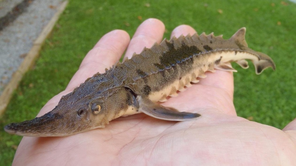A sturgeon fish this small is also rare these days.