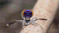 The Mating Dance Of A Peacock Spider