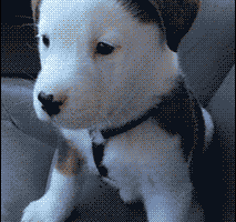 Dogs with Notes: The best of Dog Shaming (50 Funny Pictures)