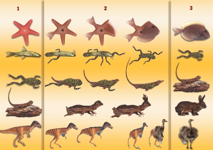 10 Myths About Evolution