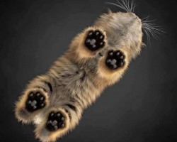 LOL Cats: 50 Awesomely Funny Cat Photos to Crack You Up